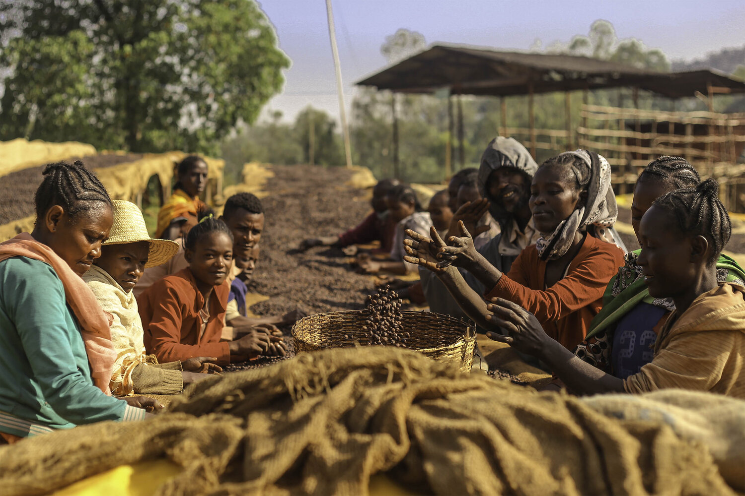 Gedeb Worka - Ethiopia Langøra Kaffe - KaffeBox.no